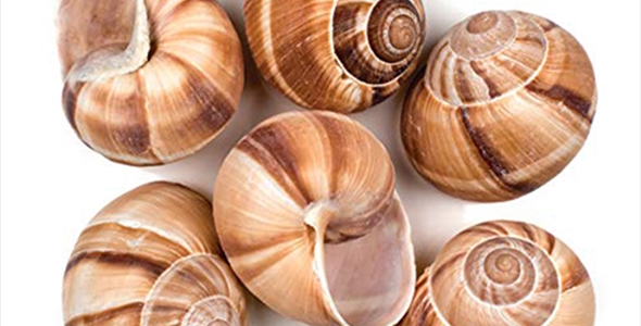 Snail Shells | Ambient | Arab United Food | Premium Food Importers and ...